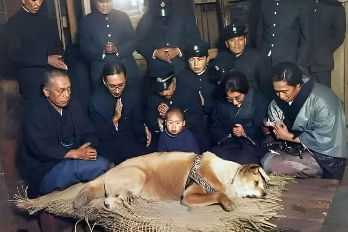 O Heróico Hachiko – A História do Cão Mais Fiel do Mundo | Projeto leva Eu